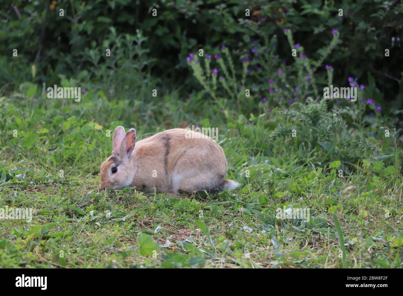 rabbit in a field Stock Photo - Alamy