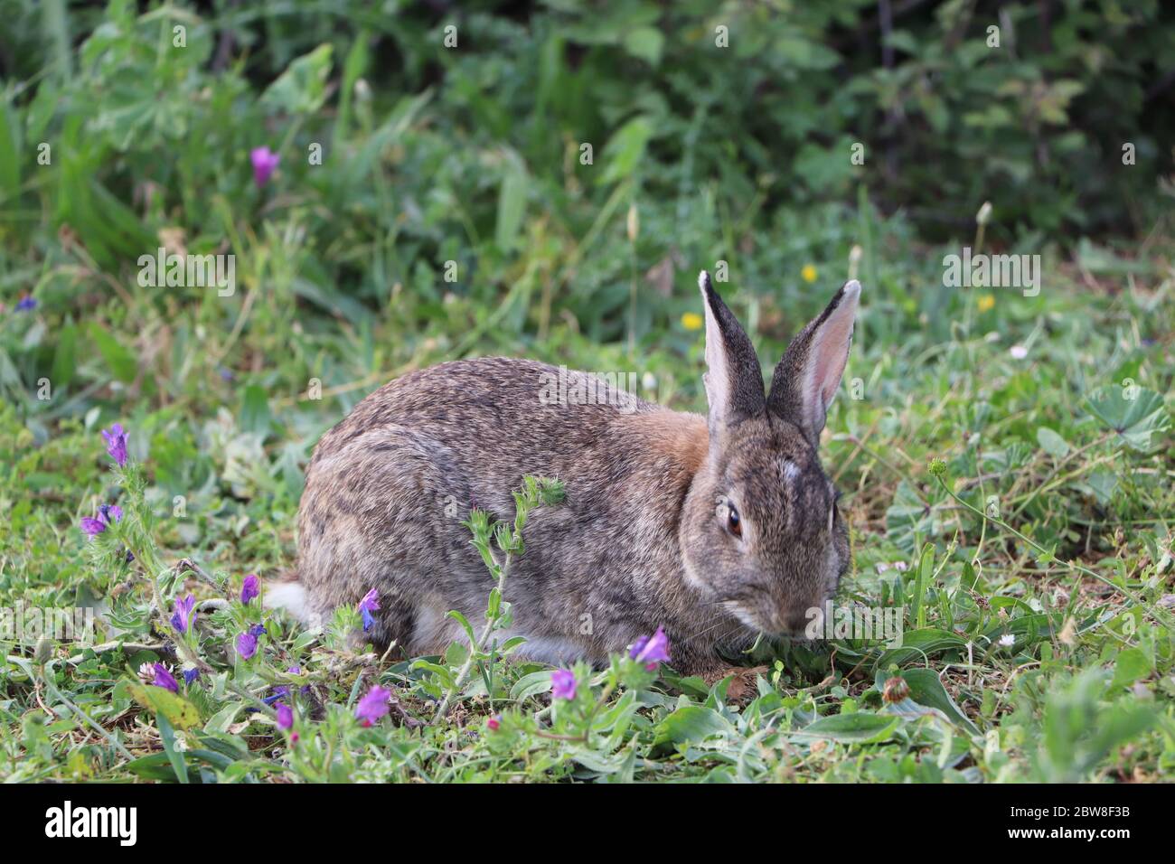 rabbit in a field Stock Photo - Alamy