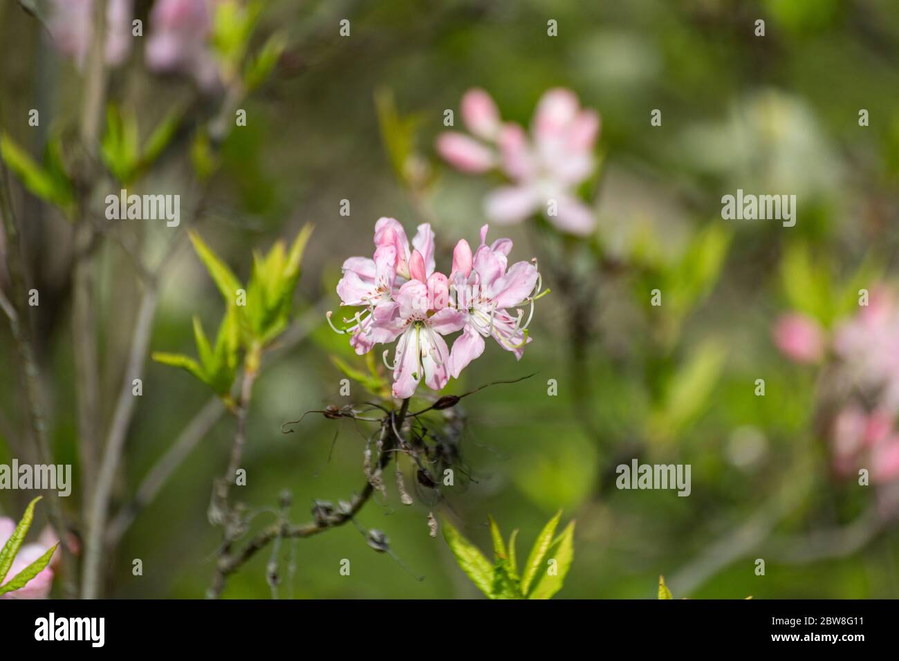 Pinkshell azalea (Rhododendron vaseyi) flowers Stock Photo - Alamy