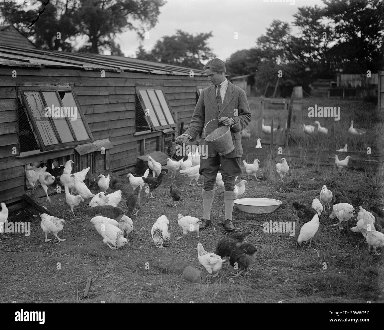 Miss Foster winner of Kings prize at Bisley at home of her chicken farm ...