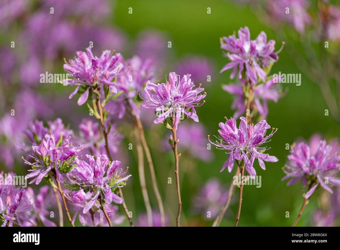Pinkish-purple flowers of rhodora (Rhododendron canadense), a deciduous ...