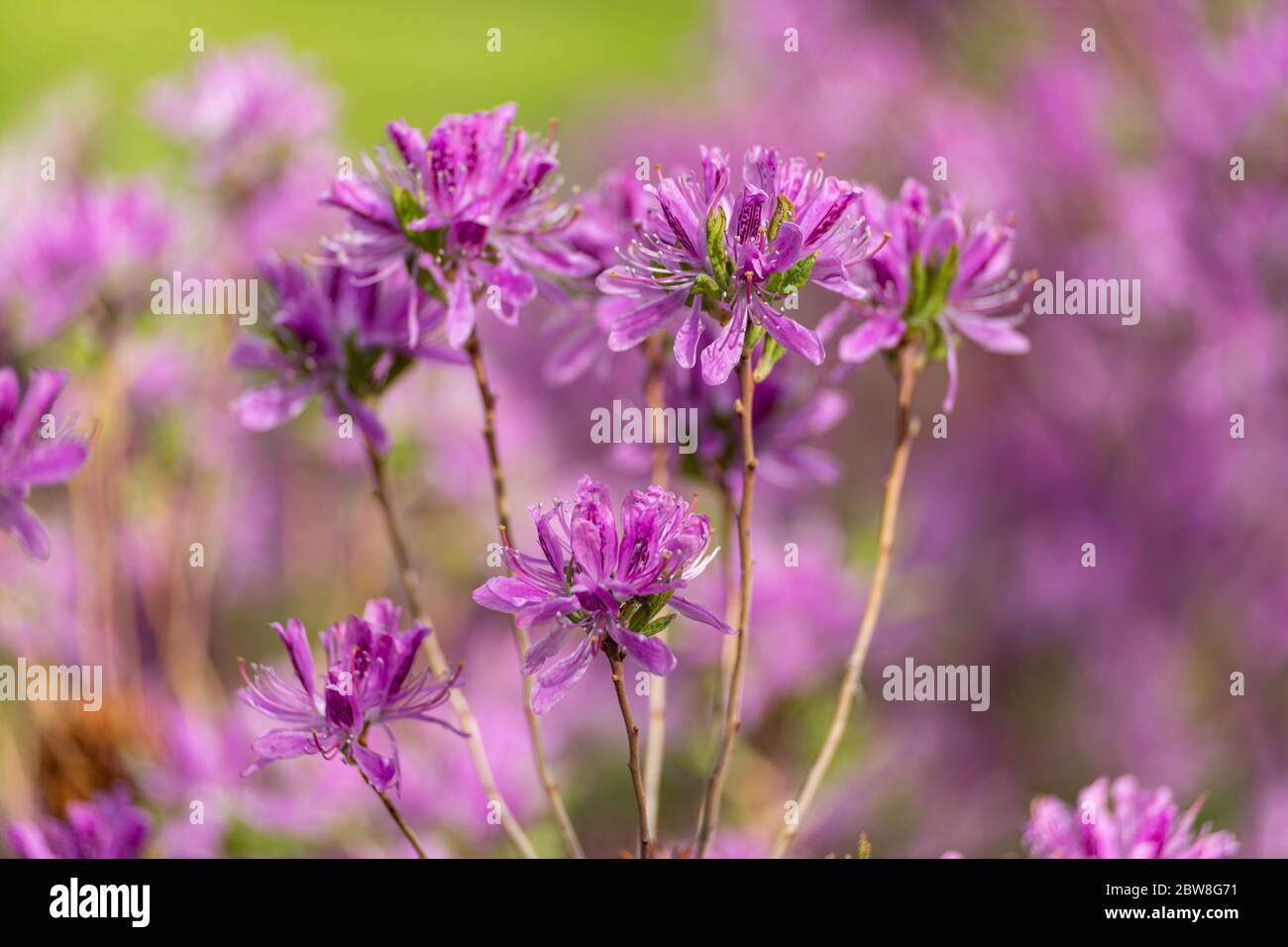 Pinkish-purple flowers of Rhodora (Rhododendron canadense Stock Photo ...