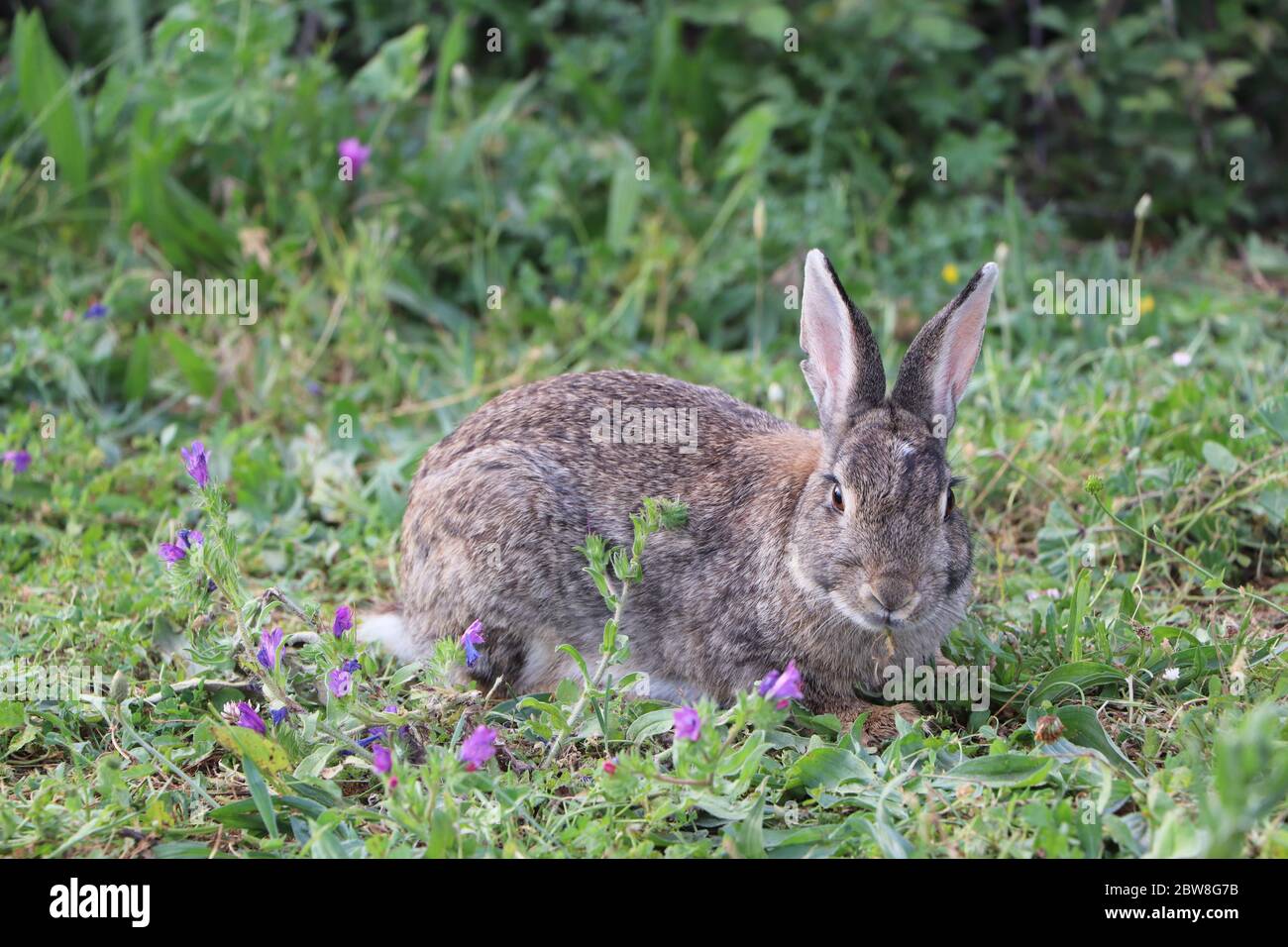 rabbit in a field Stock Photo - Alamy