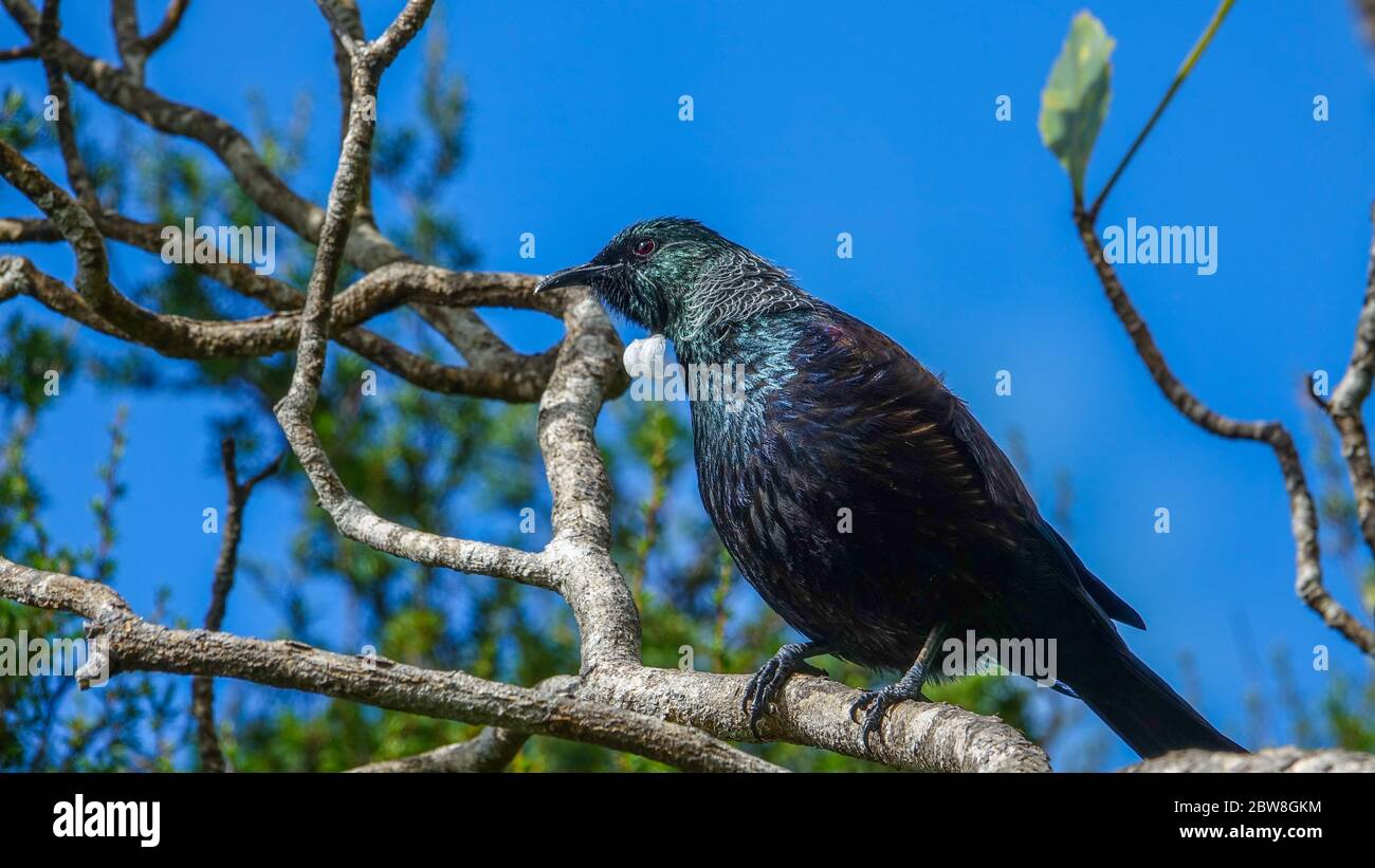 North island wildlife hi-res stock photography and images - Alamy