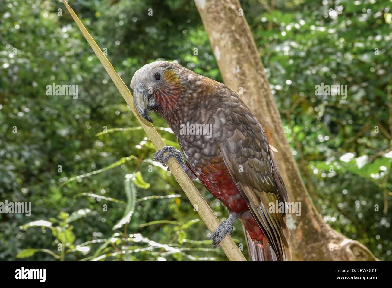 Cheeky birds hi-res stock photography and images - Alamy