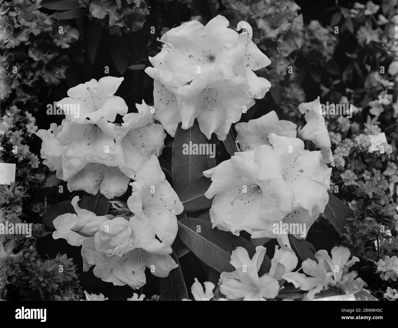 Rhododendron annual show at Horticultural Hall . A beautiful group ...