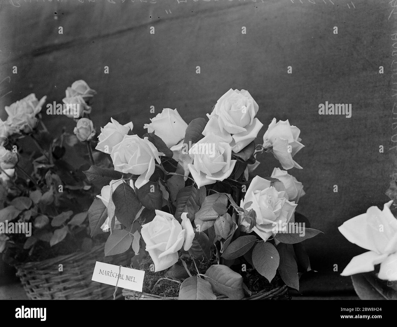 Extraordinary show Black and White Stock Photos & Images - Alamy