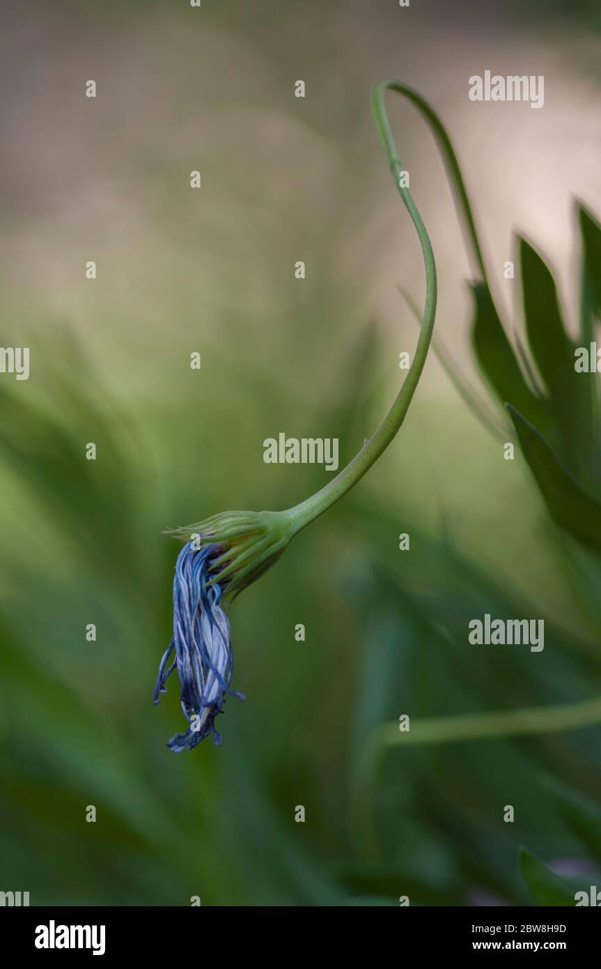 Dying flora hi-res stock photography and images - Alamy