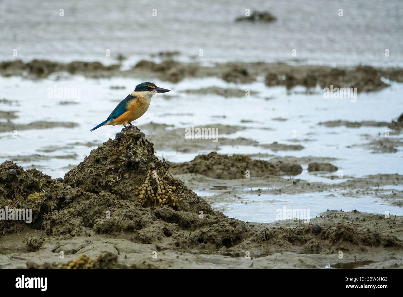 Perch wildlife hi-res stock photography and images - Alamy