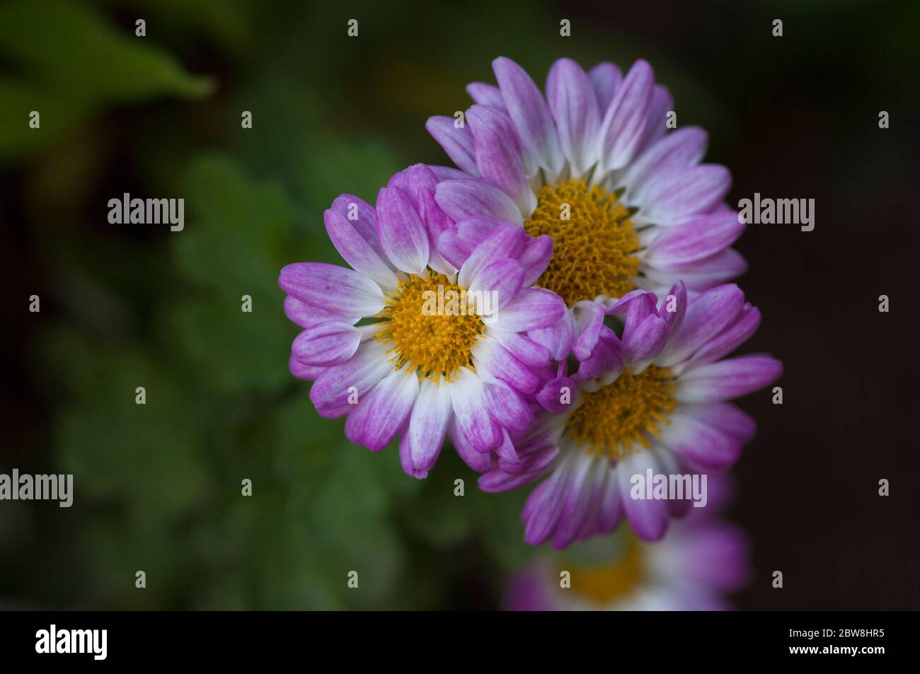 Three violet flowers hi-res stock photography and images - Alamy