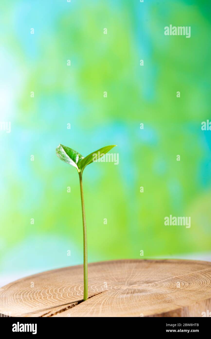 New growth from a dead tree hi-res stock photography and images - Alamy