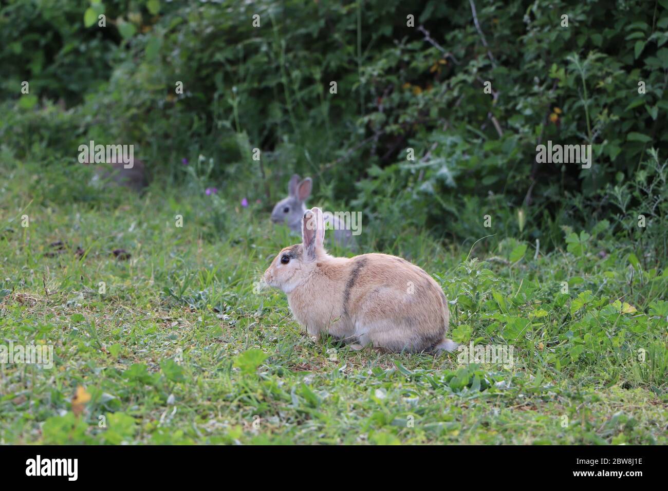 rabbit in a field Stock Photo - Alamy
