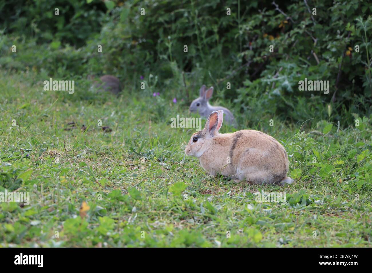 rabbit in a field Stock Photo - Alamy