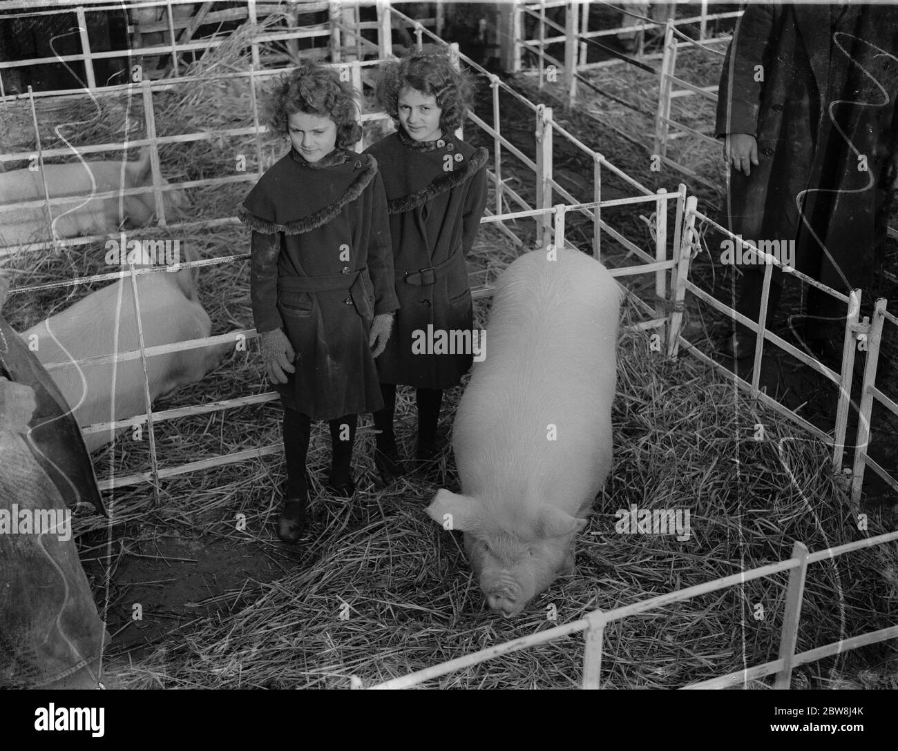 Pig show hi-res stock photography and images - Alamy