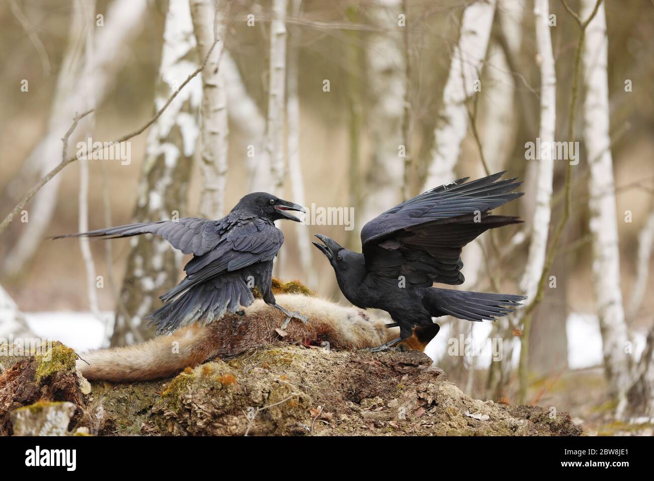Raven with prey hi-res stock photography and images - Alamy