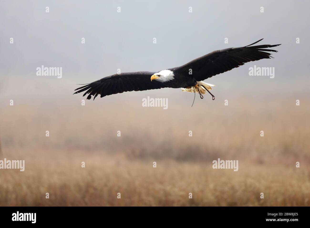 The American Bald Eagle is a symbol of power, strength, freedom and ...