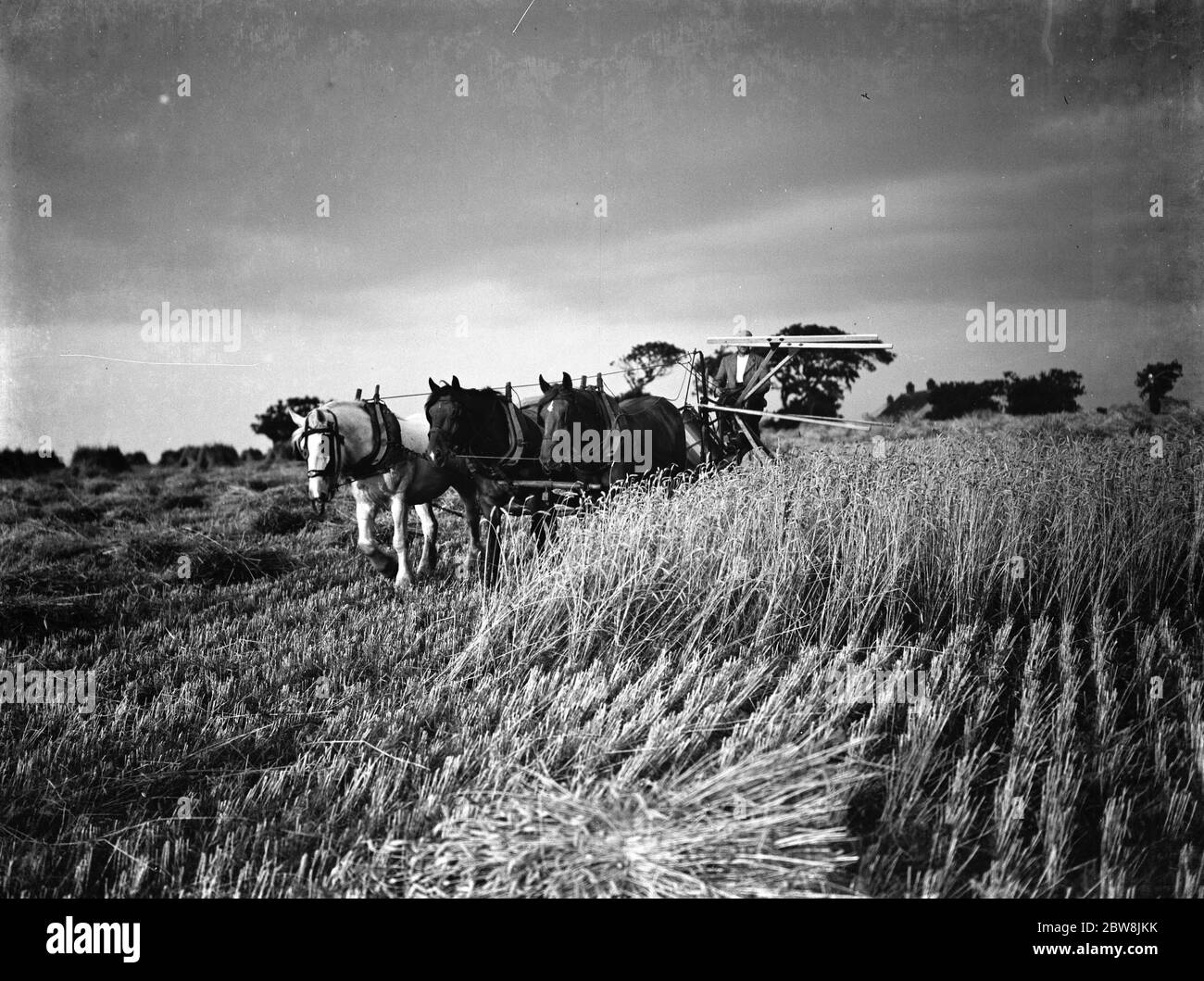 A farmer harvests his fields with his shire horse tethered to Massey ...