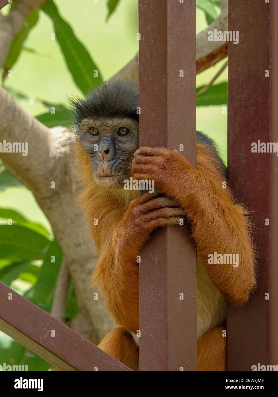 Curious monkey hiding behind a fence Stock Photo - Alamy