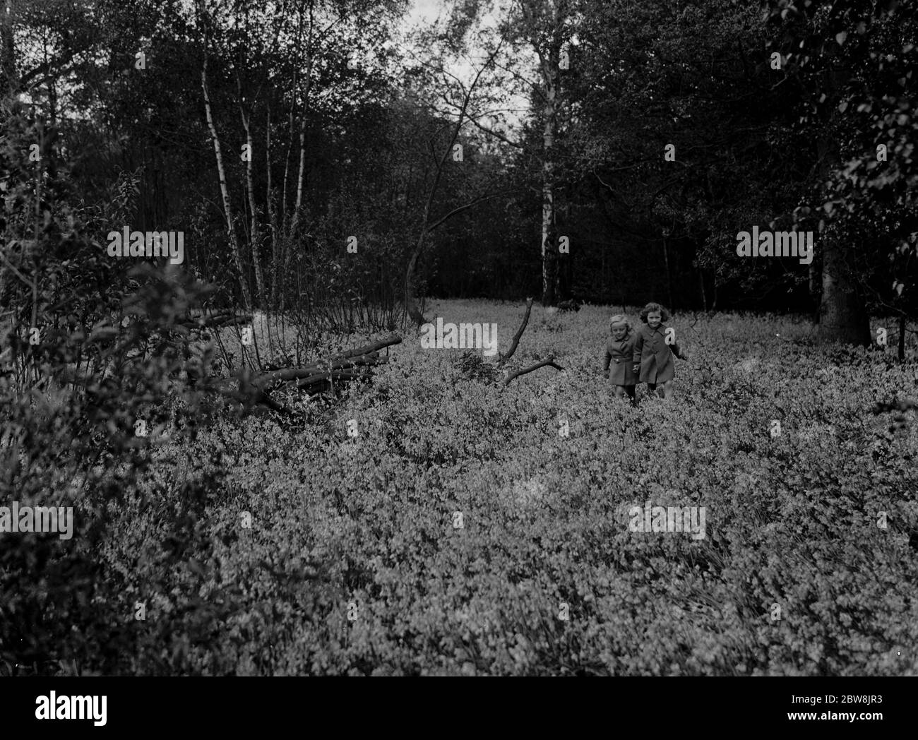 Children walking among the bluebells . 1935 Stock Photo - Alamy