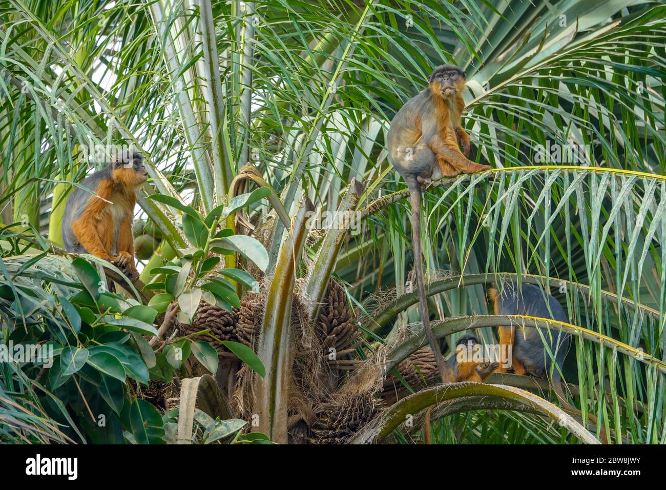 Troop of monkeys hi-res stock photography and images - Alamy