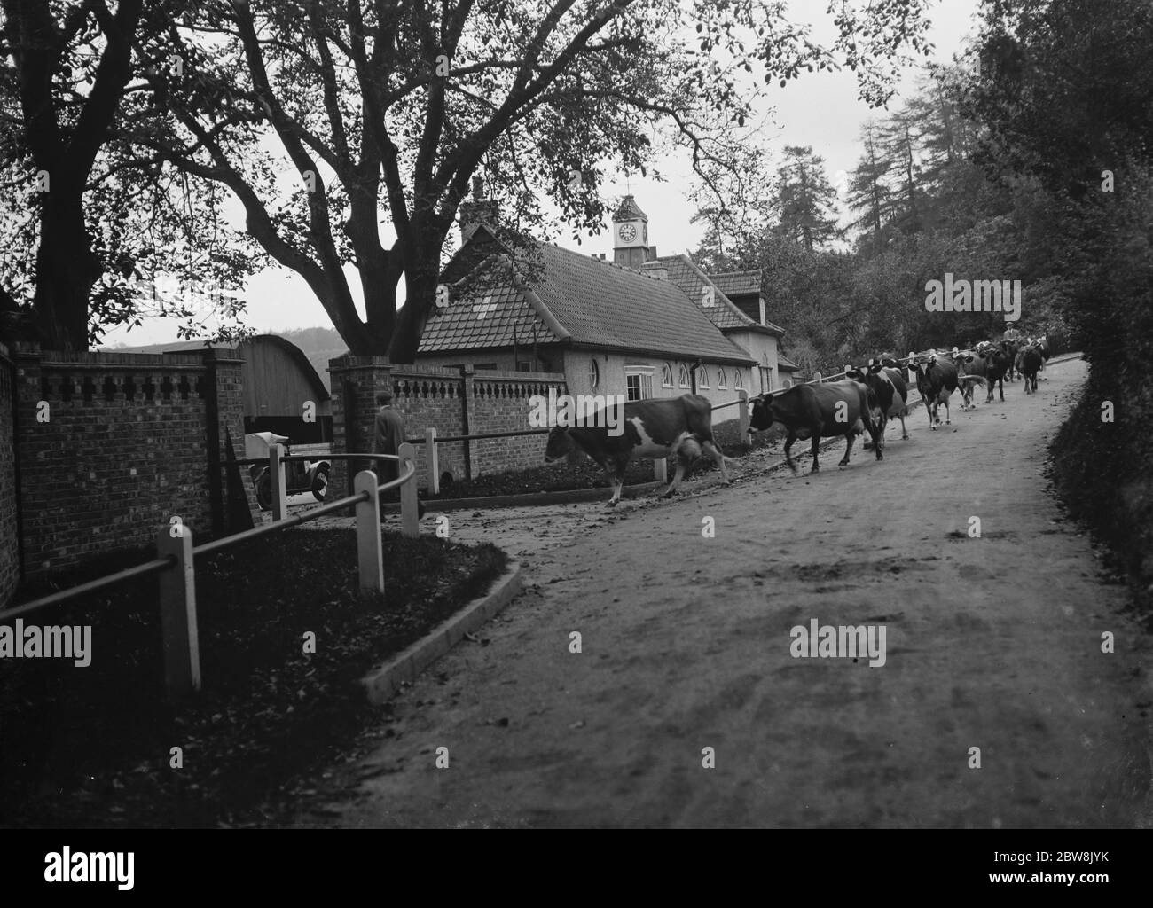 Cows going into New Barn Farm , Westerham , Kent . 1935 Stock Photo - Alamy
