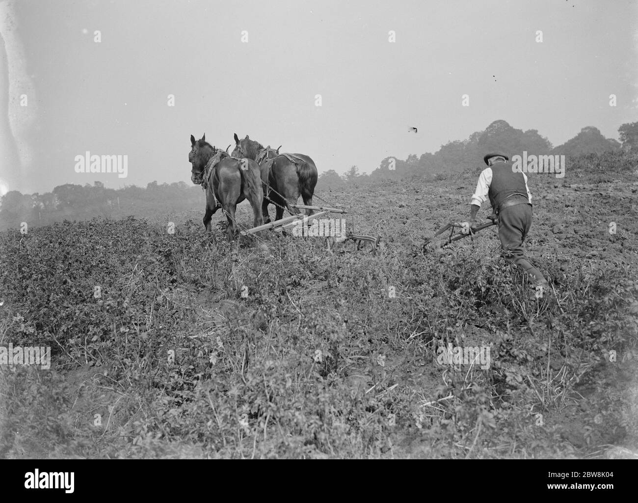A farmer and his team of horses plough a field . 1935 Stock Photo - Alamy