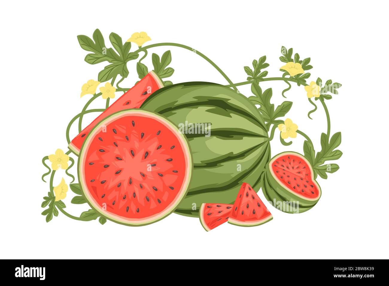 Watermelon Vine Vector