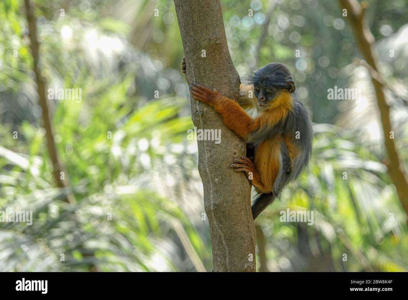 Monkey Climbing A Tree High Resolution Stock Photography and Images - Alamy