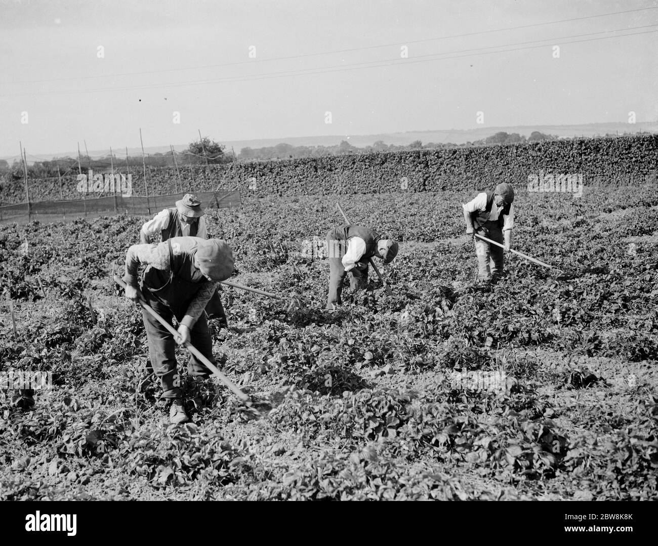 Hoeing hi-res stock photography and images - Alamy