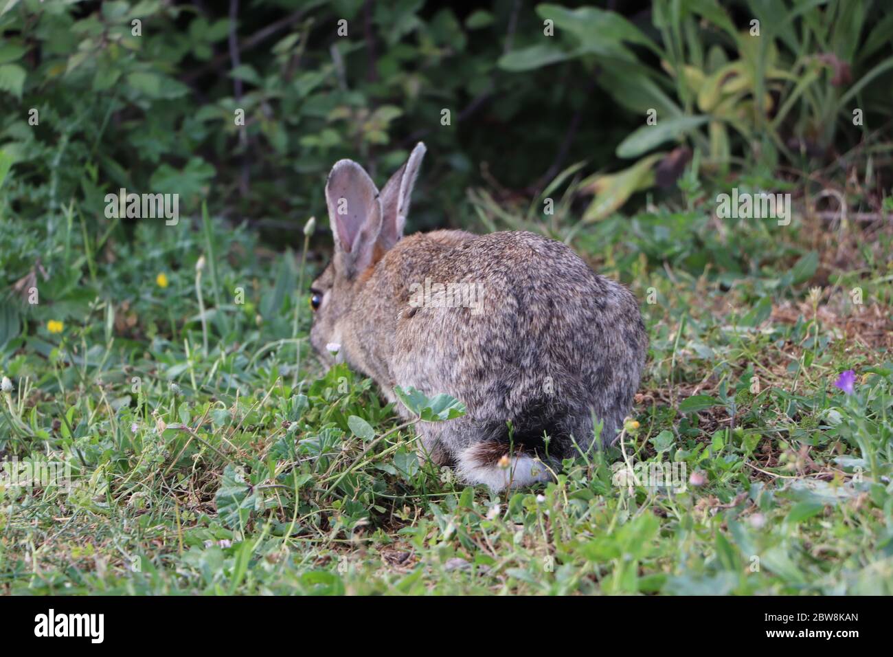 Hare in field eating leaves hi-res stock photography and images - Alamy