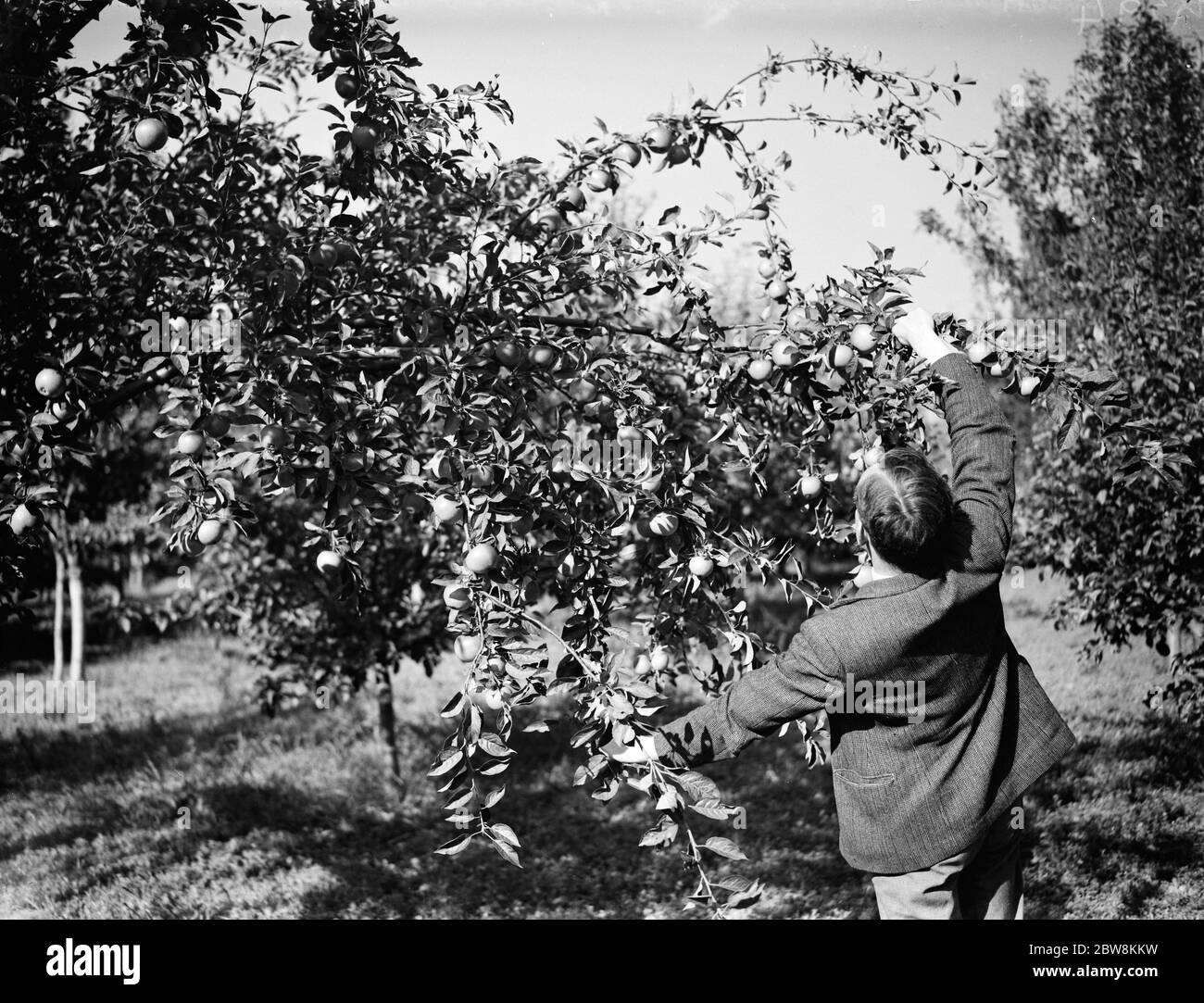 East malling apple hi-res stock photography and images - Alamy
