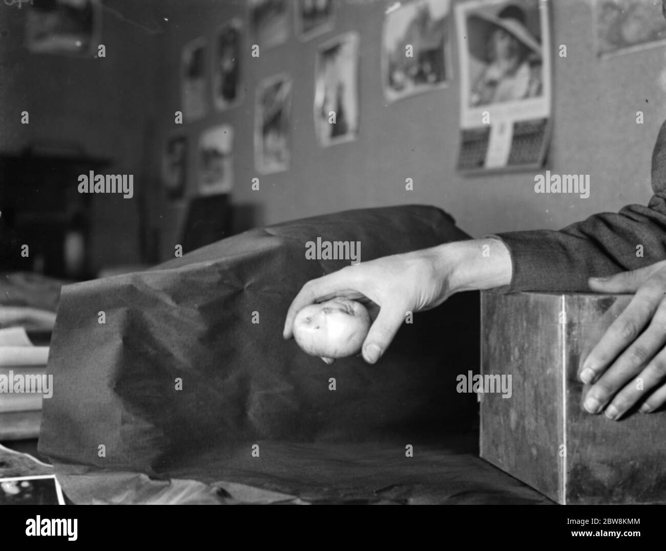 Freak apple growth in Swanley , Kent . 3 October 1937 Stock Photo - Alamy