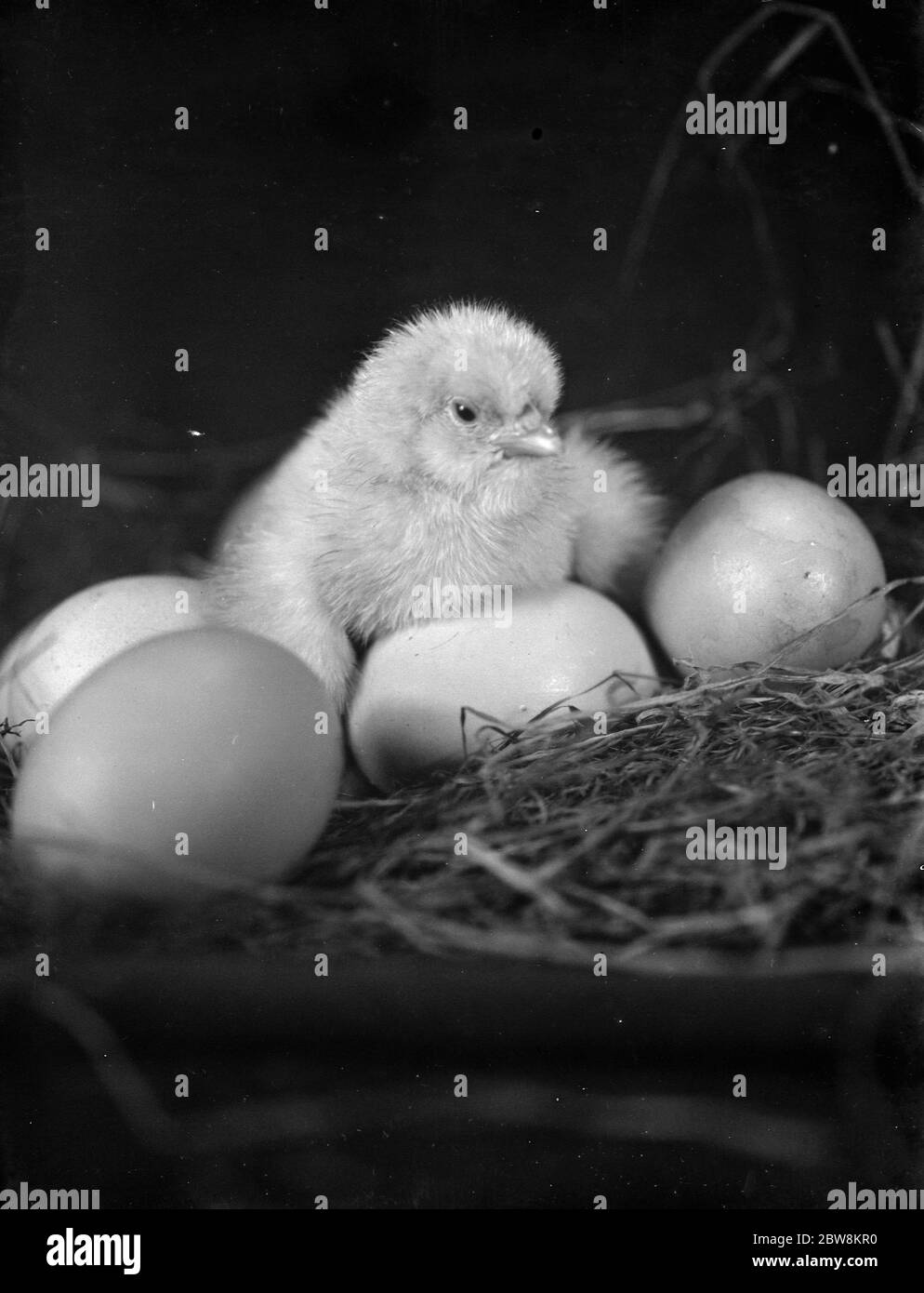 Hatching egg Black and White Stock Photos & Images - Alamy