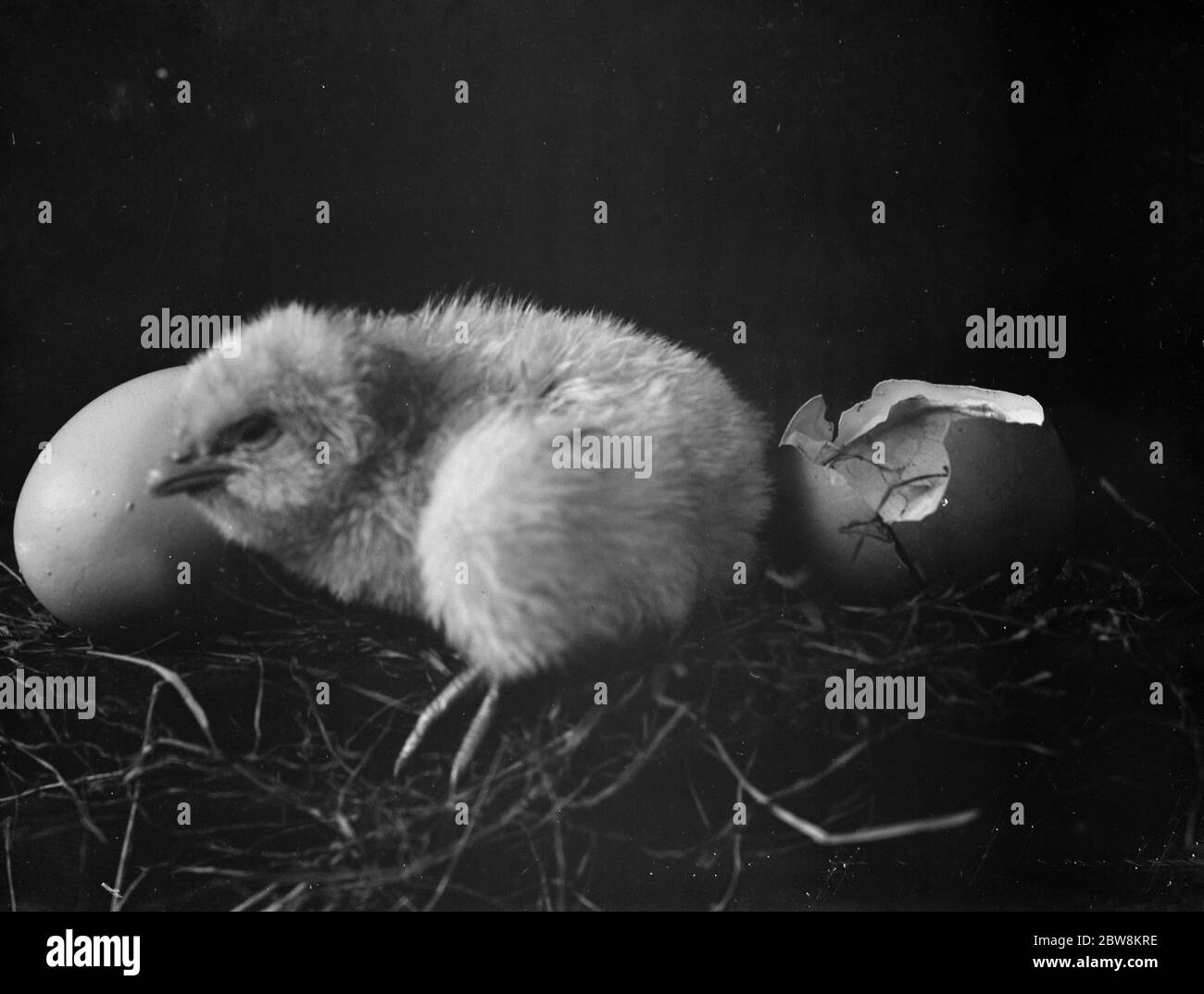 Chick hatches from egg hi-res stock photography and images - Alamy