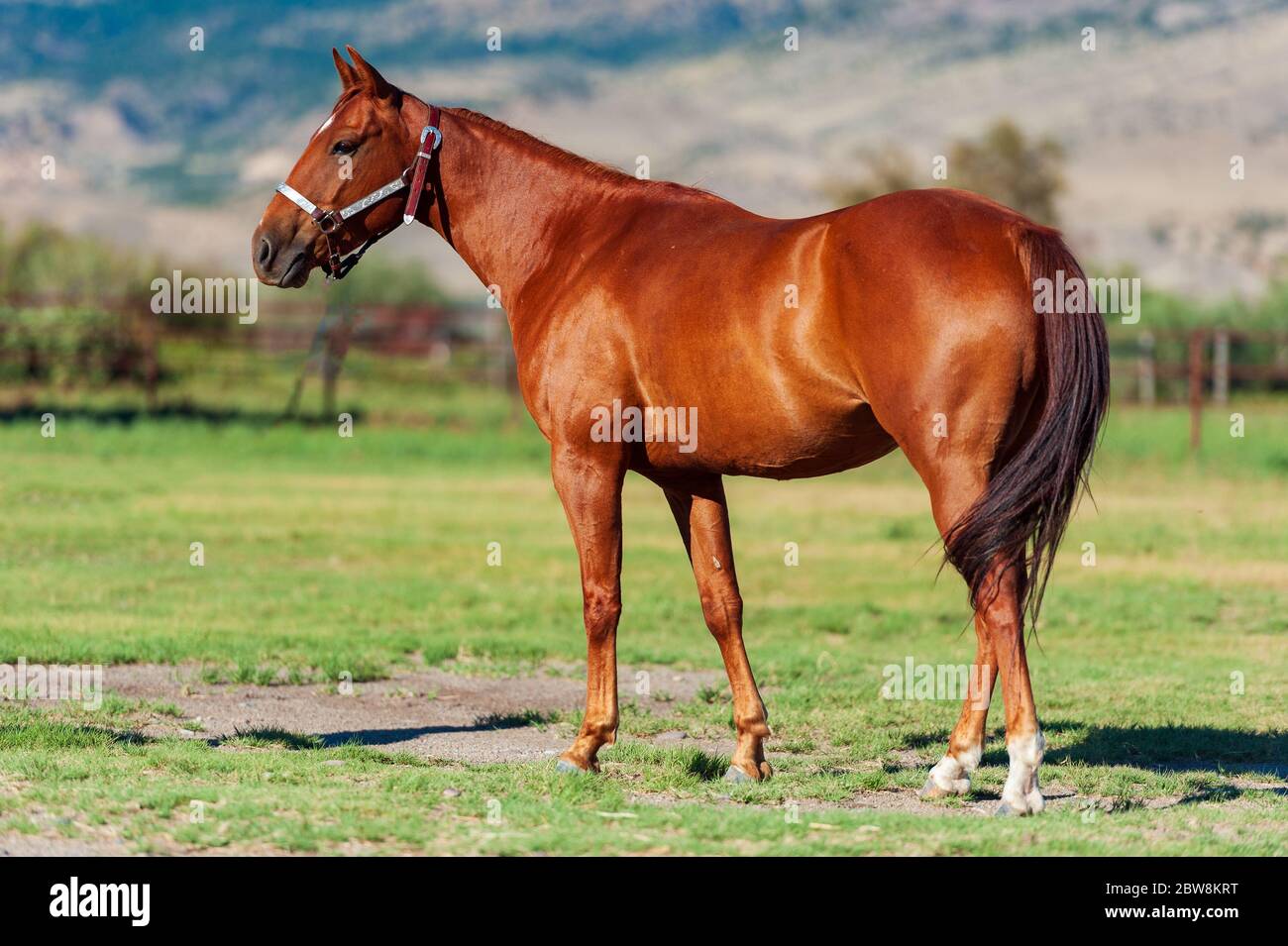 Cow horse hi-res stock photography and images - Alamy