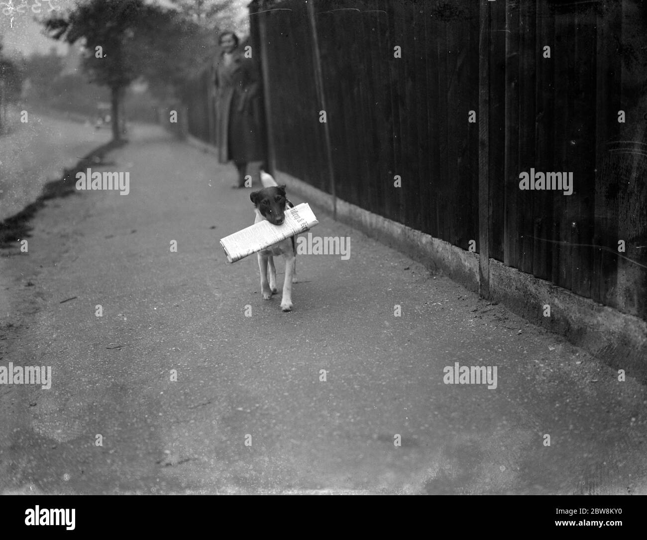 Mrs Carr 's terrier carrying the times news paper . 1 November 1936 ...