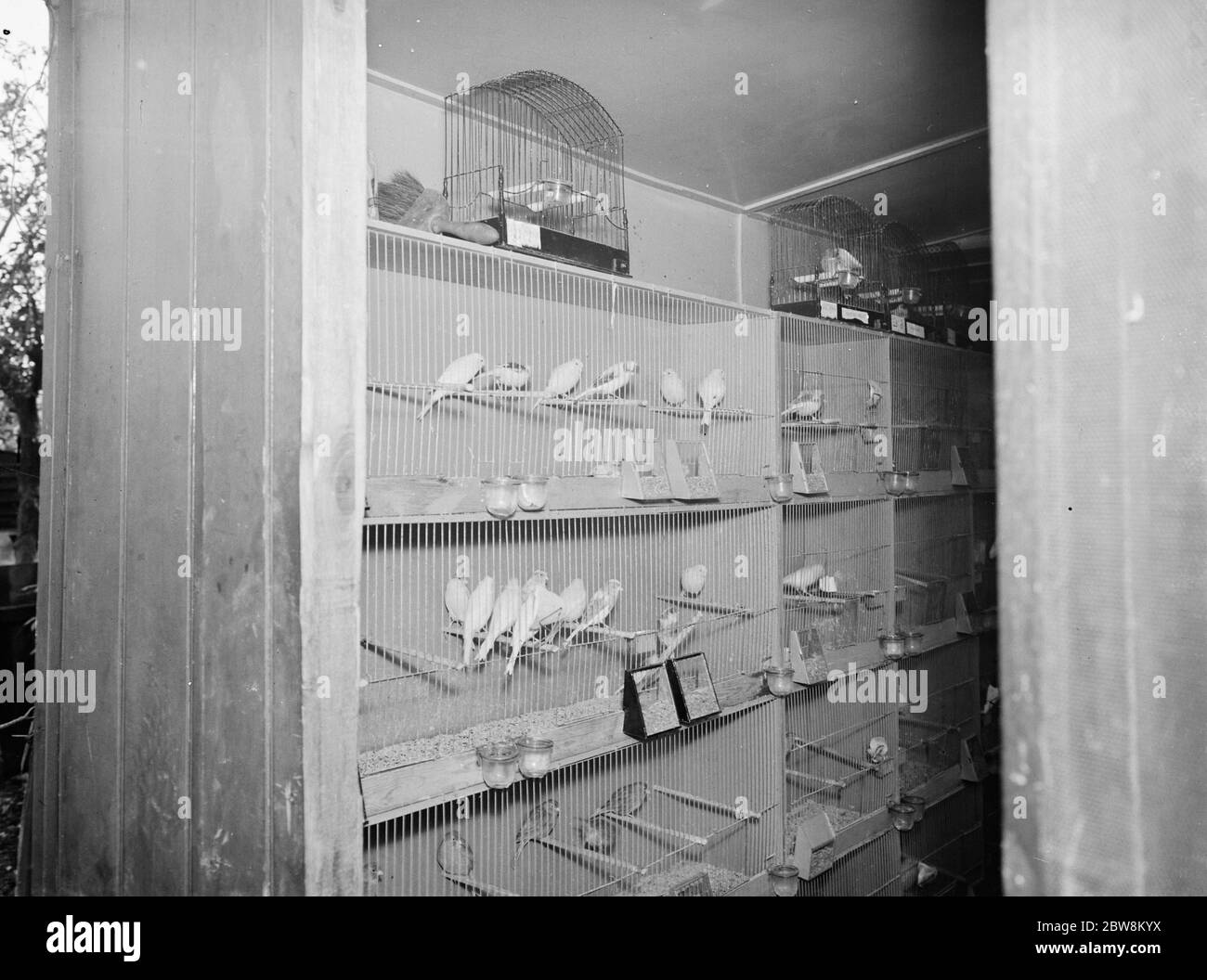 Caged canaries in an aviary . 1937 Stock Photo - Alamy