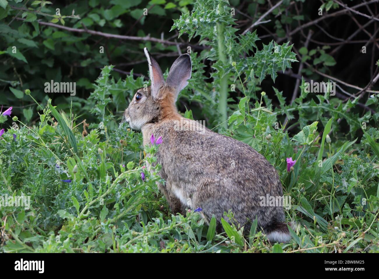 Field of rabbits hi-res stock photography and images - Alamy