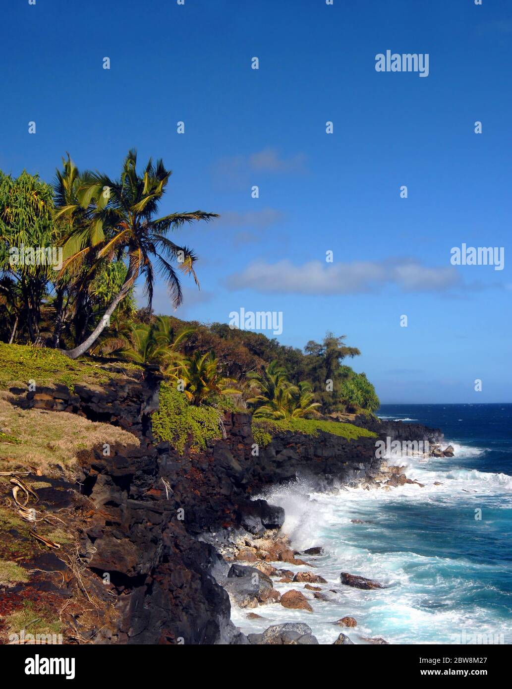 Lone palm tree leans toward the aqua depths of the Pacific Ocean on the ...