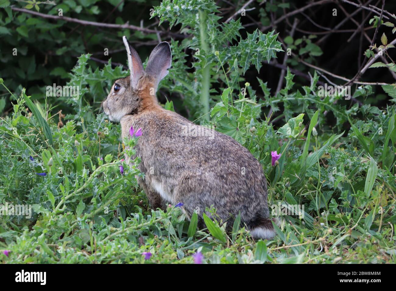 rabbit in a field Stock Photo - Alamy