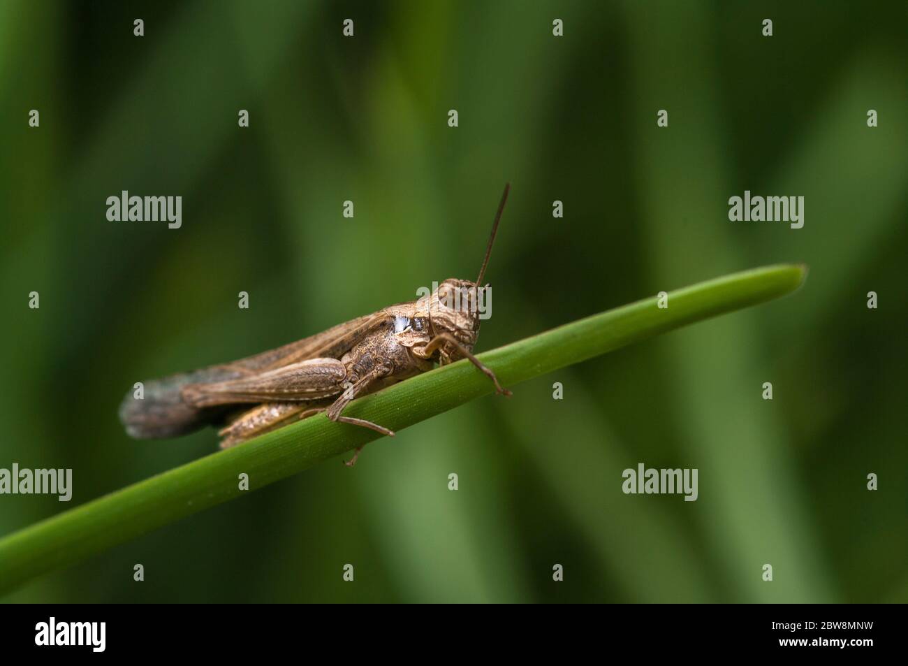 Cricket animal hi-res stock photography and images - Alamy