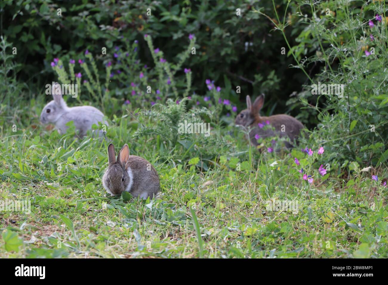 rabbit in a field Stock Photo - Alamy