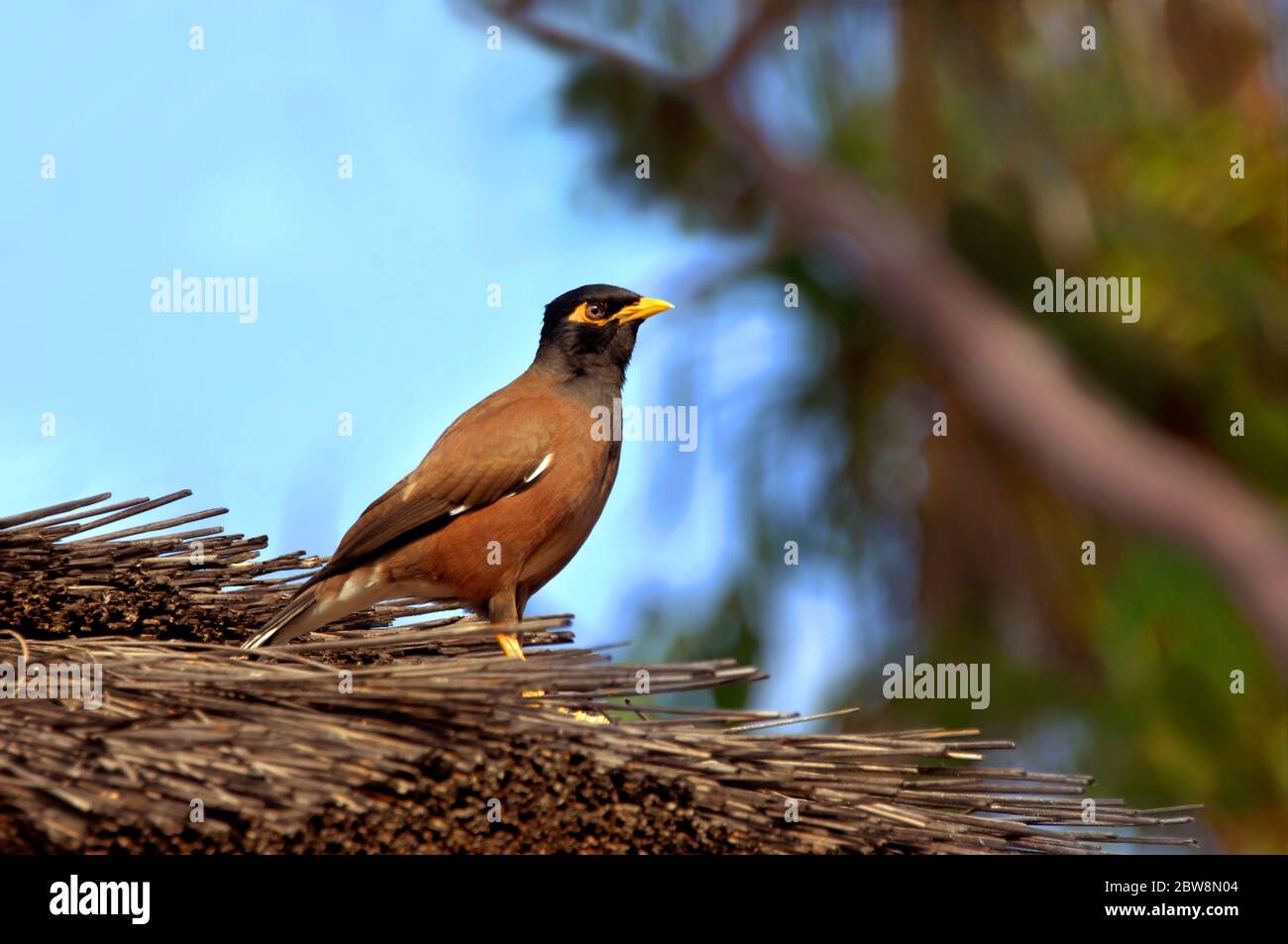 The Common Myna or Indian Myna (Acridotheres tristis) , is a member of ...