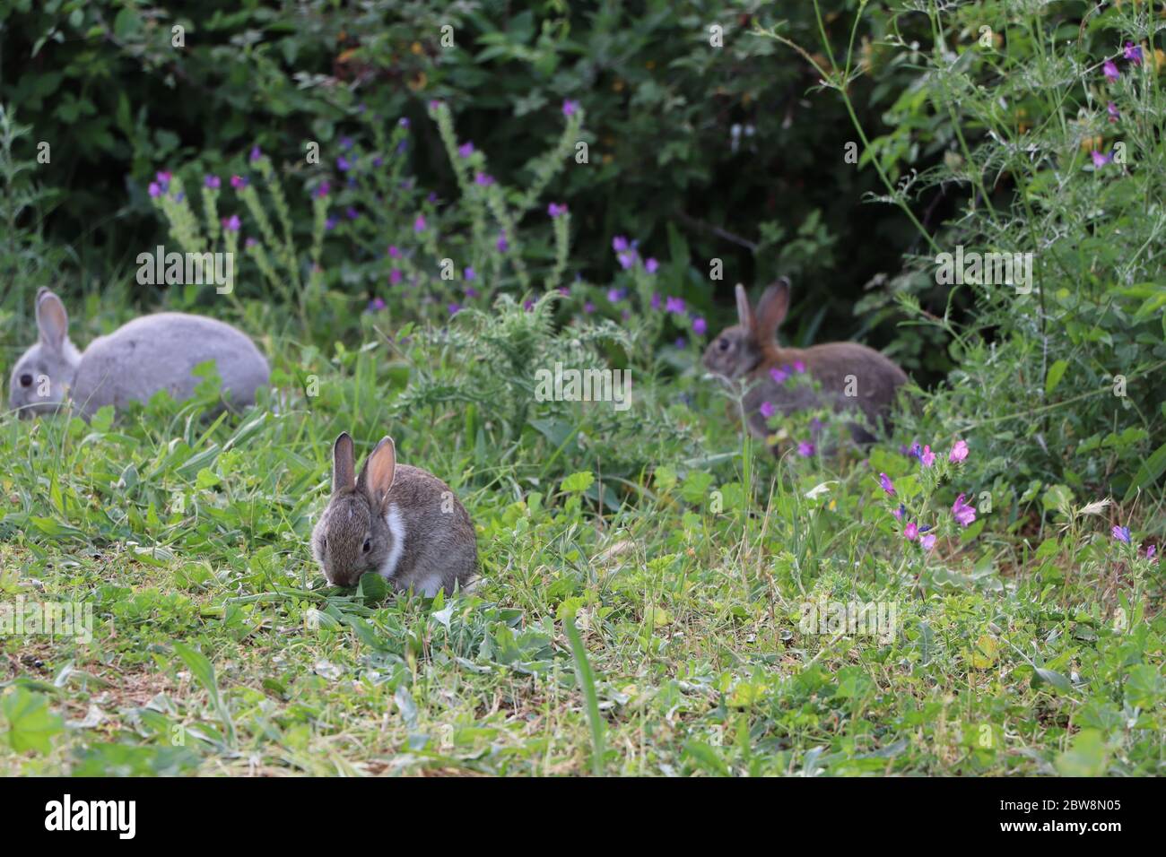rabbit in a field Stock Photo - Alamy