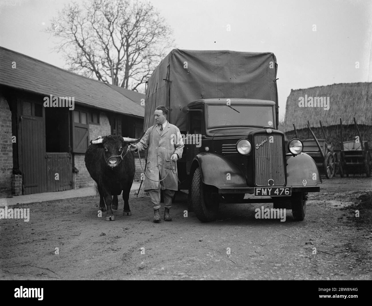 Bull transport hi-res stock photography and images - Alamy