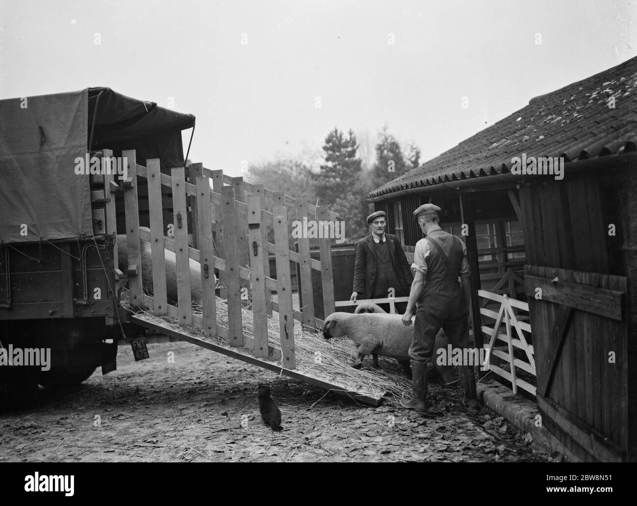 Sheep loading ramp Black and White Stock Photos & Images - Alamy