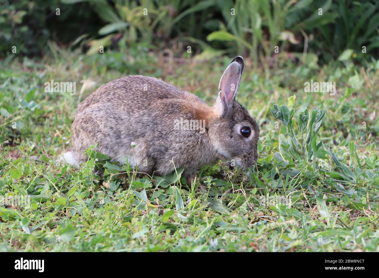 rabbit in a field Stock Photo - Alamy