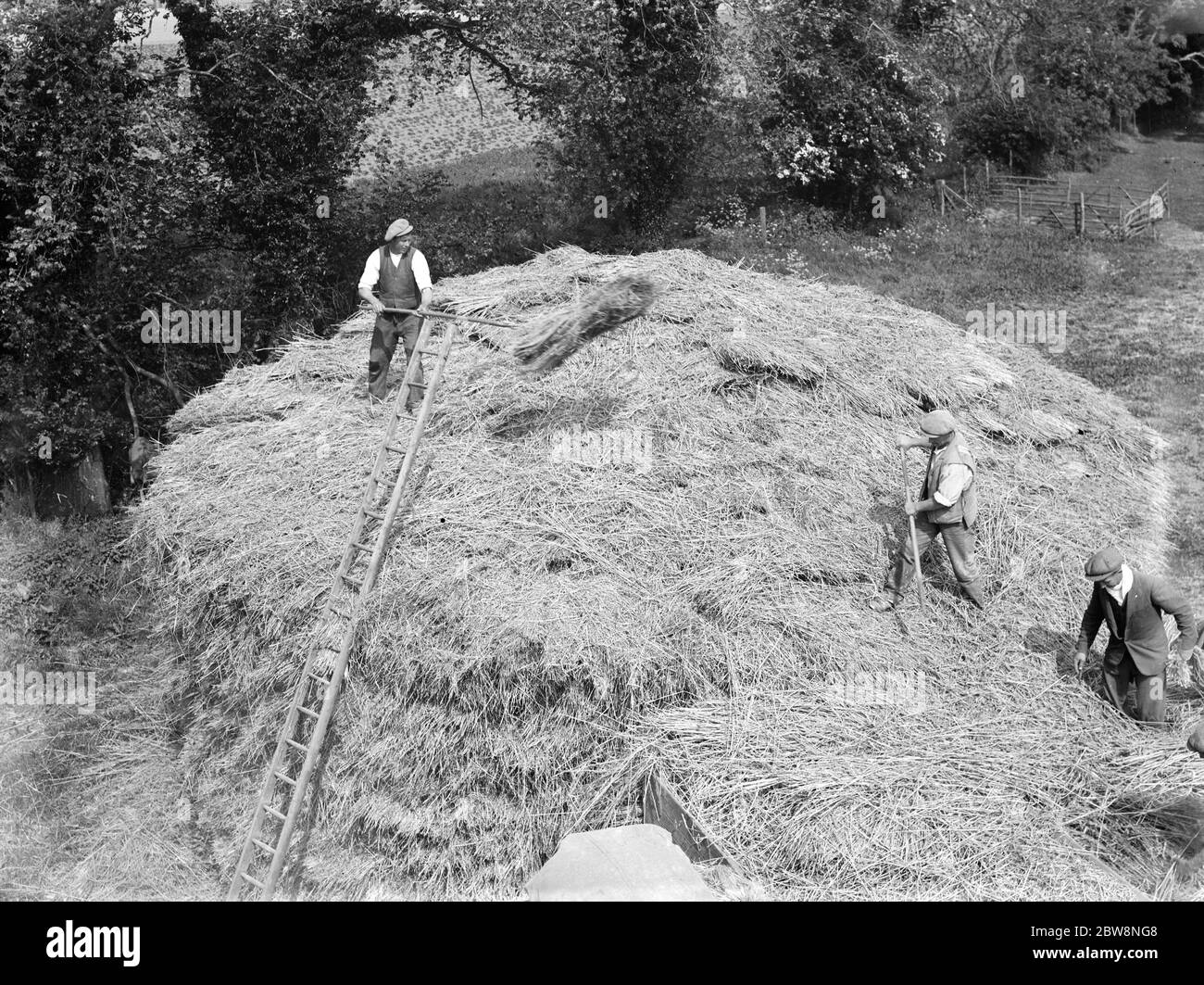 Farmers and farm workers opening up the stack . 1936 Stock Photo - Alamy