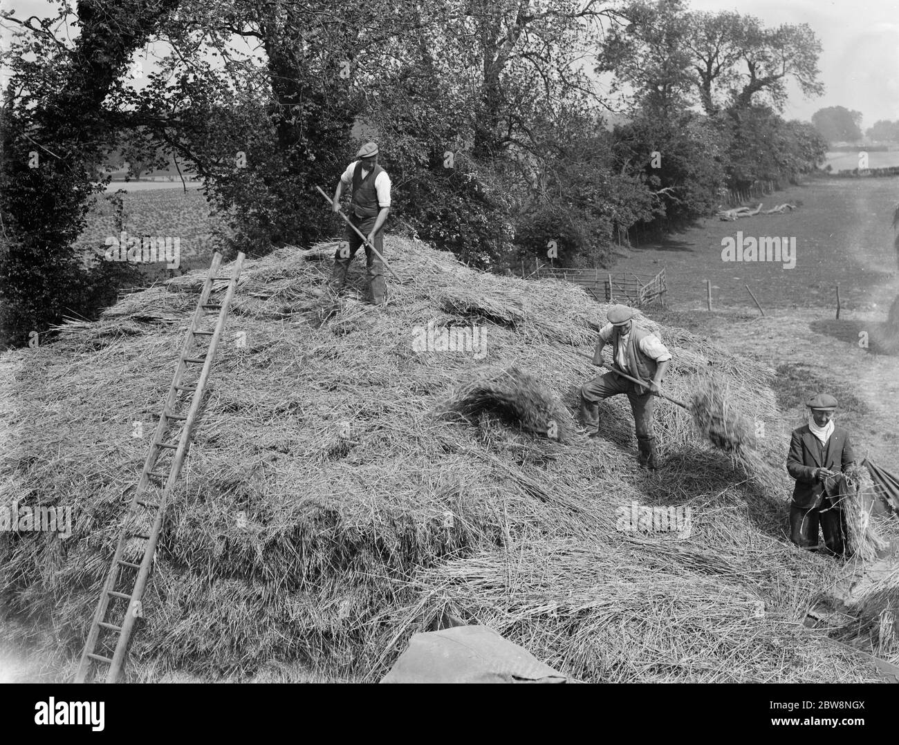 Farmers and farm workers opening up the stack . 1936 Stock Photo - Alamy