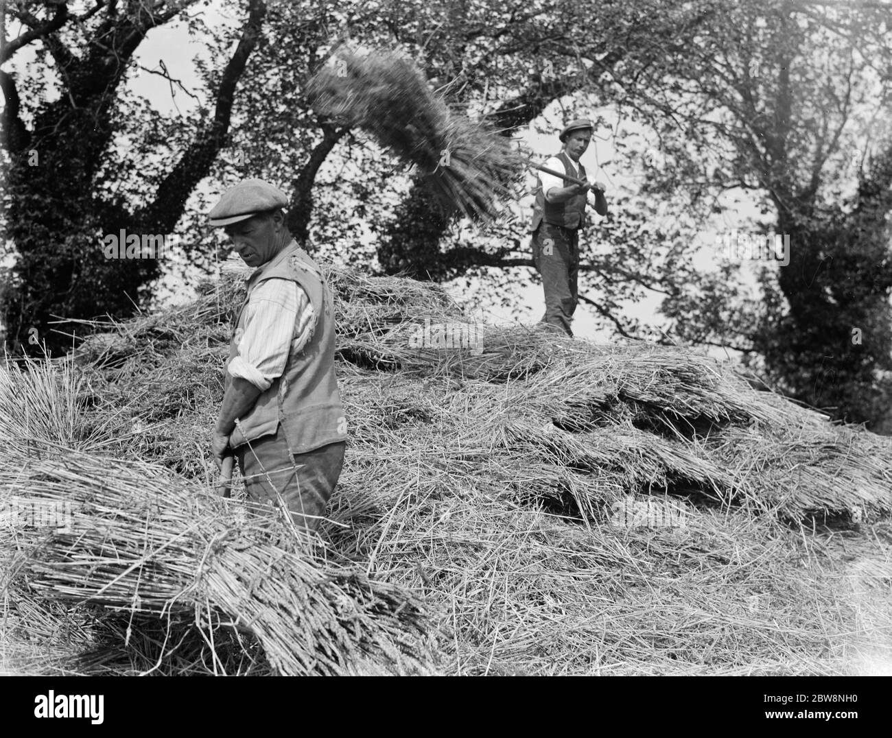 Farmers and farm workers opening up the stack . 1936 Stock Photo - Alamy